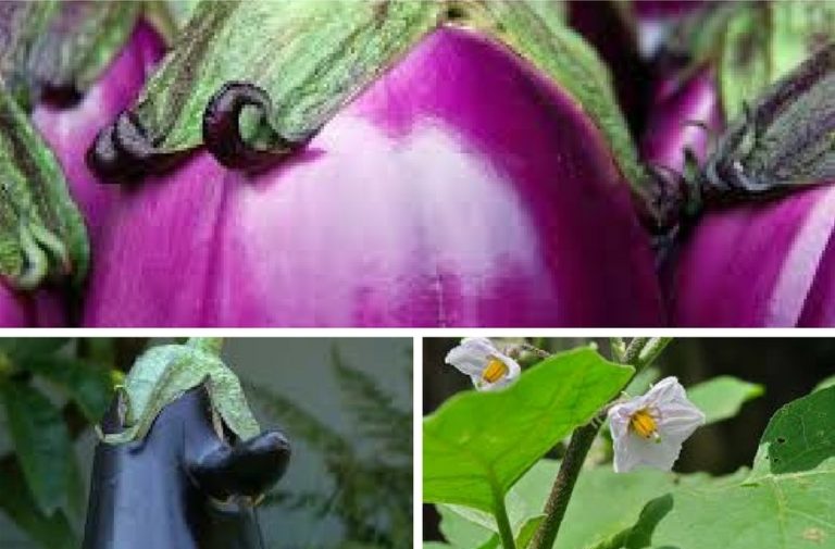 Zelenjava na vrtu: najpogostejše vrste zelenjave, njihovi dobri sosedi ...