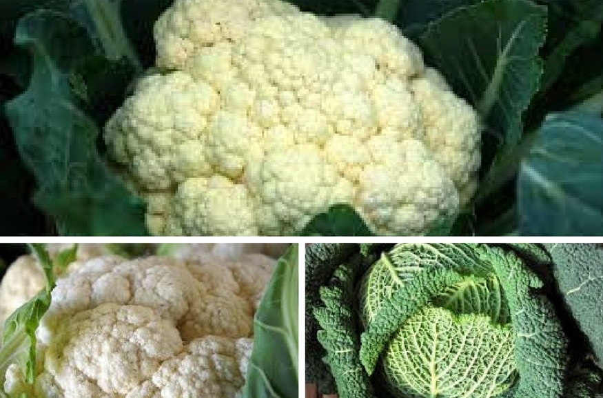 Zelenjava od A do Ž: cvetača - Posadi.si Blog