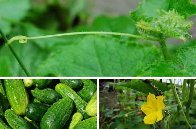 Zelenjava na vrtu: najpogostejše vrste zelenjave, njihovi dobri sosedi ...