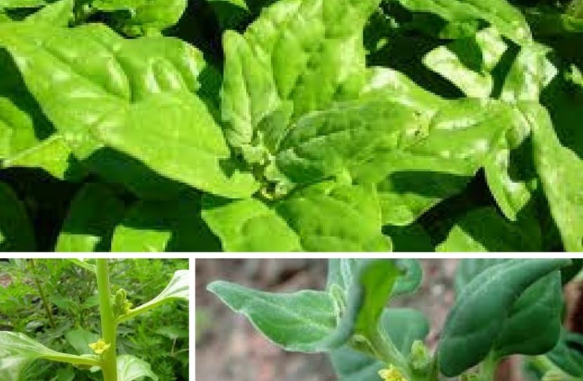 Zelenjava na vrtu: najpogostejše vrste zelenjave, njihovi dobri sosedi ...