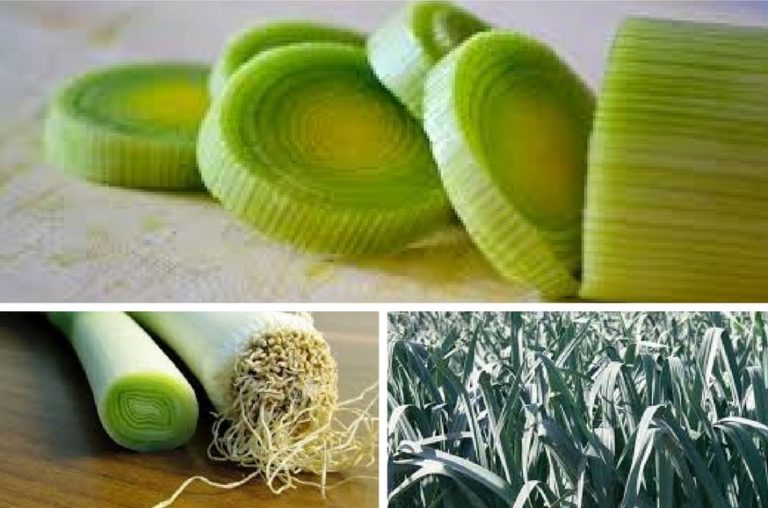 Zelenjava na vrtu: najpogostejše vrste zelenjave, njihovi dobri sosedi ...