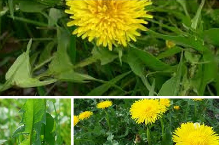 Zelenjava na vrtu: najpogostejše vrste zelenjave, njihovi dobri sosedi ...