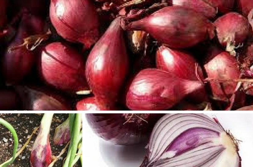 Zelenjava na vrtu: najpogostejše vrste zelenjave, njihovi dobri sosedi ...