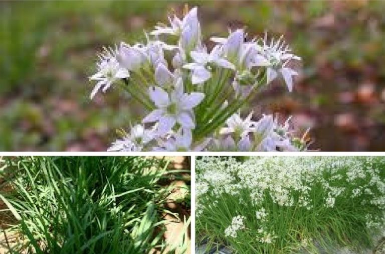 Zelenjava na vrtu: najpogostejše vrste zelenjave, njihovi dobri sosedi ...