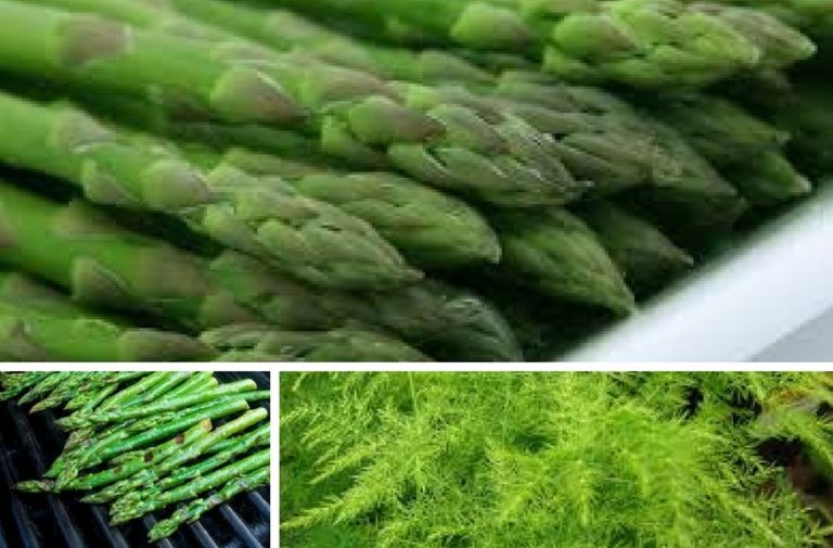 Zelenjava na vrtu: najpogostejše vrste zelenjave, njihovi dobri sosedi ...