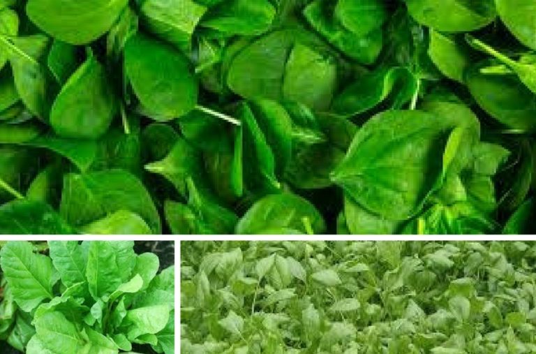 Zelenjava na vrtu: najpogostejše vrste zelenjave, njihovi dobri sosedi ...