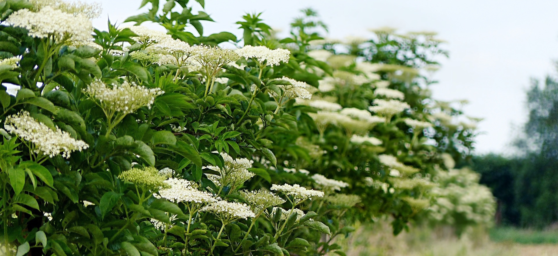 Voluhar na zelenjavnem vrtu - Načini kako se ga znebimo