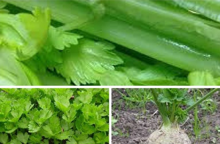 Zelenjava na vrtu: najpogostejše vrste zelenjave, njihovi dobri sosedi ...