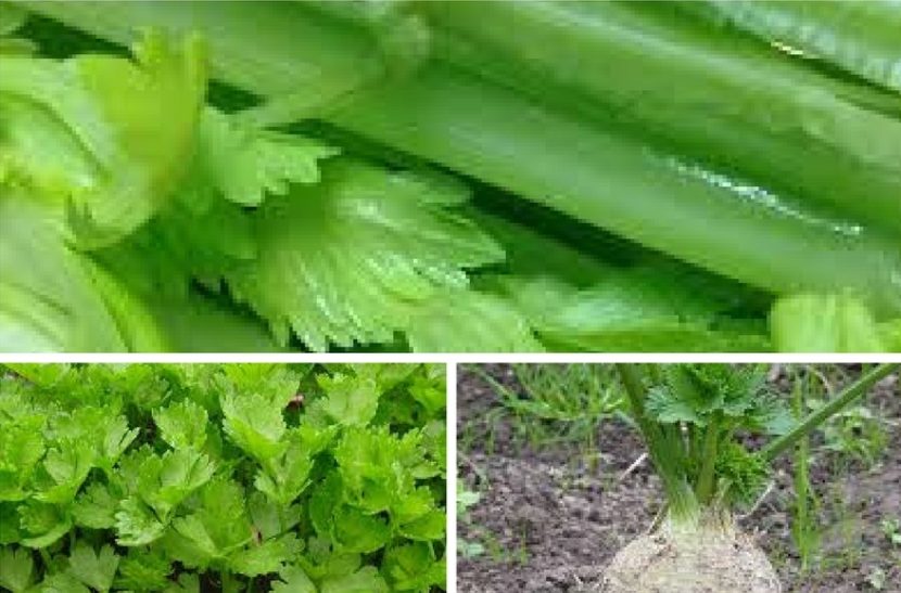 Zelenjava na vrtu: najpogostejše vrste zelenjave, njihovi dobri sosedi ...