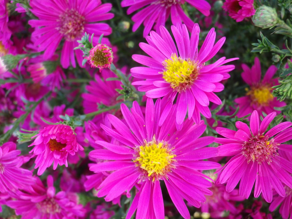 OSNOVNA PRAVILA VZDRŽEVANJA TRAJNIC - Posadi.si Blog