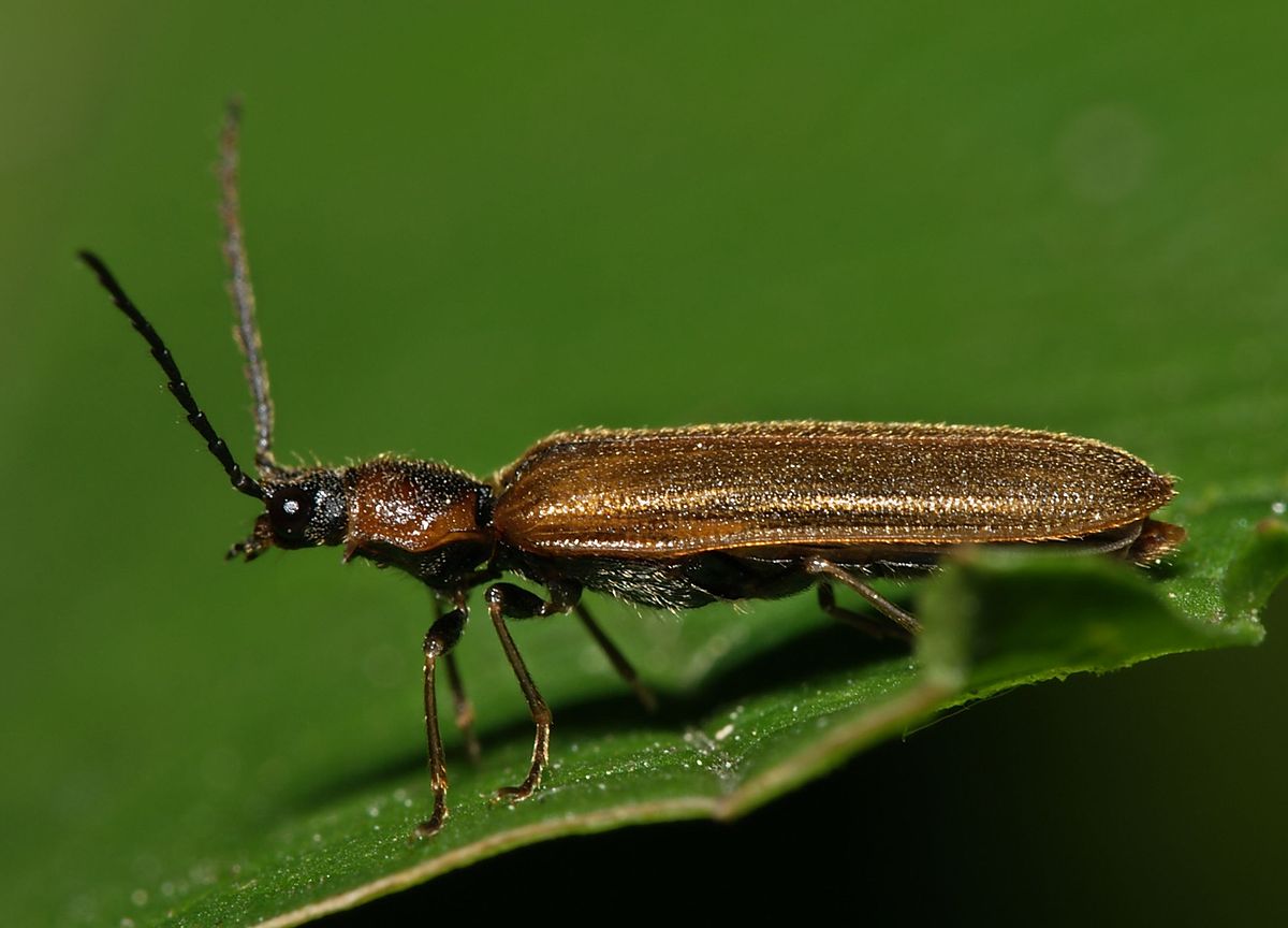 Strune na vrtu - Kako strune ustavimo in se jih znebimo? - Posadi.si Blog