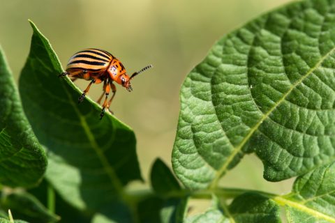 Škodljivci na vrtu: kako se znebiti bramorja, voluharja, strun, uši ...