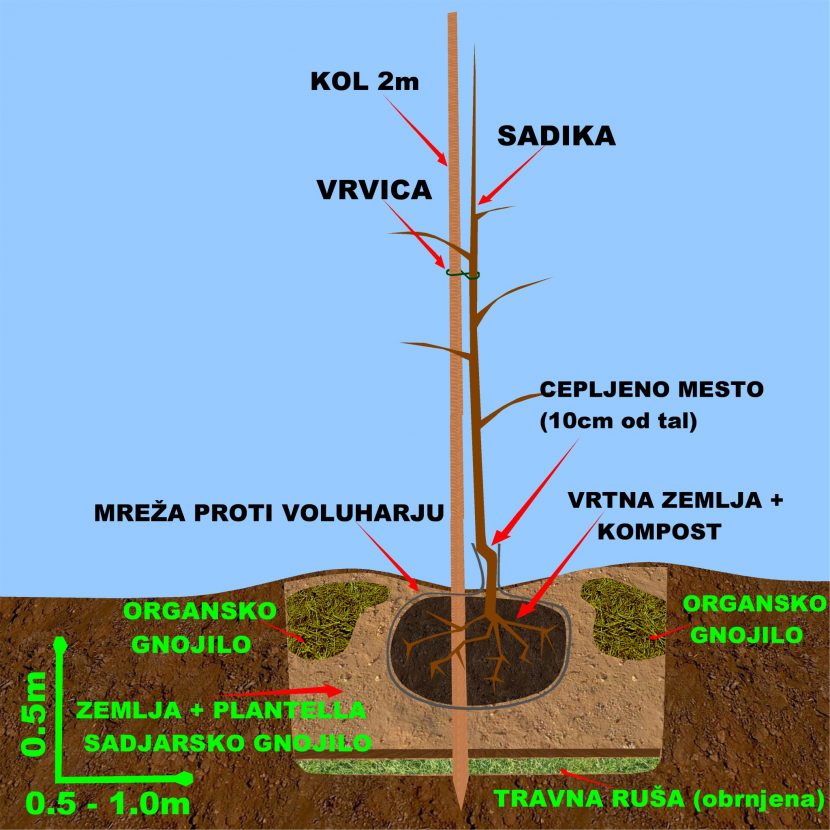 Pravilno sajenje sadnih dreves - v 6 korakih! - Posadi.si Blog