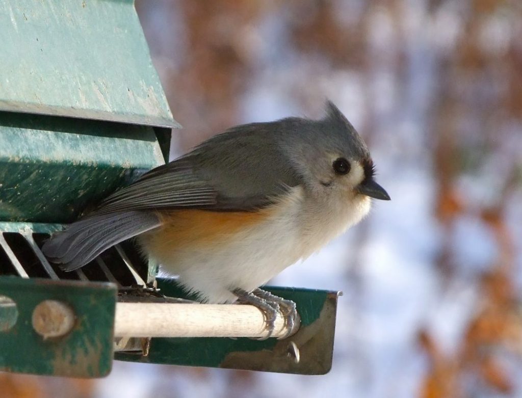 Voluhar na zelenjavnem vrtu - Načini kako se ga znebimo